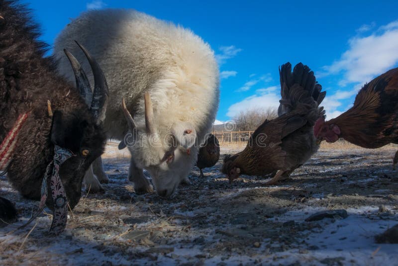 Goats and chicken stock photo. Image of rural, herd, puppy - 89253634