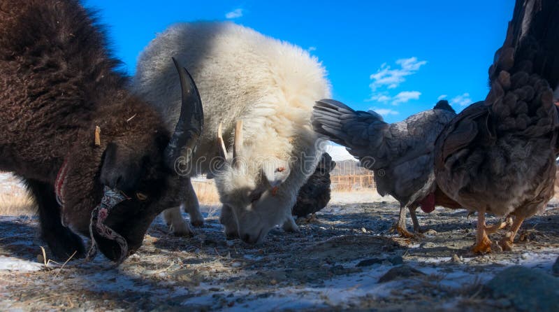 Goats and chicken stock image. Image of chicken, pasture - 110593015