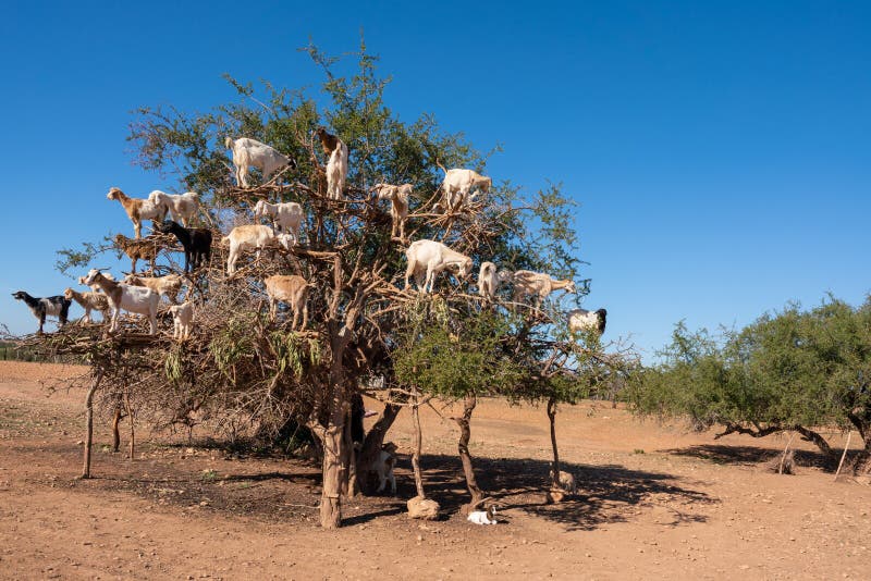 Goats Climbing an Argan Tree in Morocco, Africa Stock Photo - Image of ...