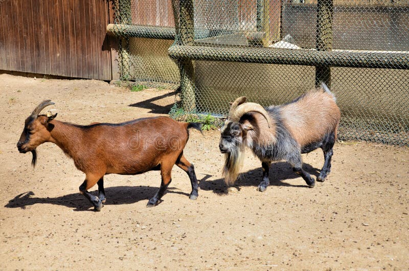 Goats stock photo. Image of lamb, wild, mammal, goat - 33608358