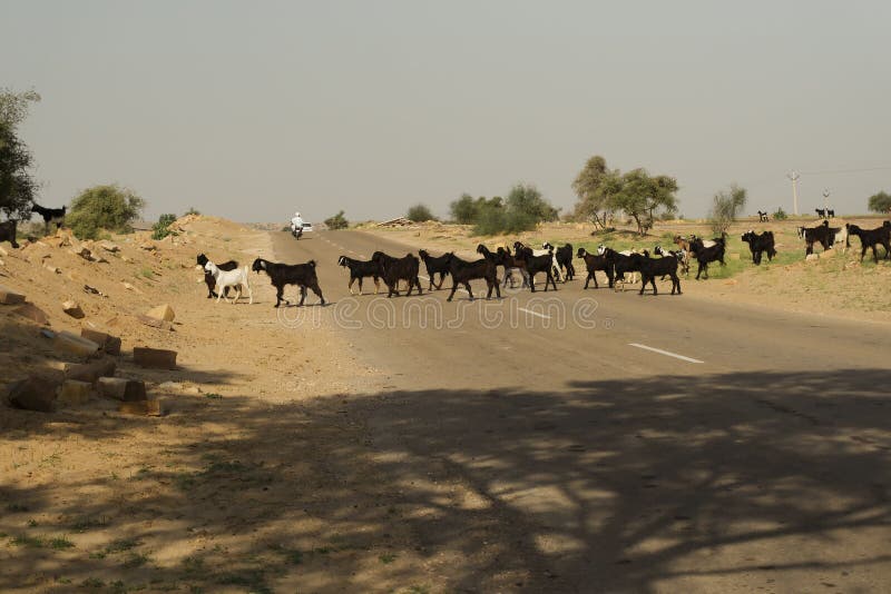 Goats are Crossing Desert Road at Thar Desert, Rajasthan, India Stock ...