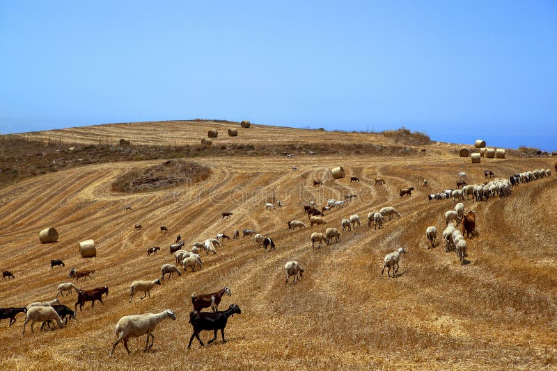 Goats on Cyprus stock photo. Image of lamb, livestock - 199676882