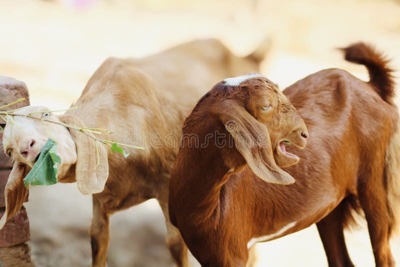Farm Animal Bleeding Stock Photos - Free & Royalty-Free Stock Photos ...