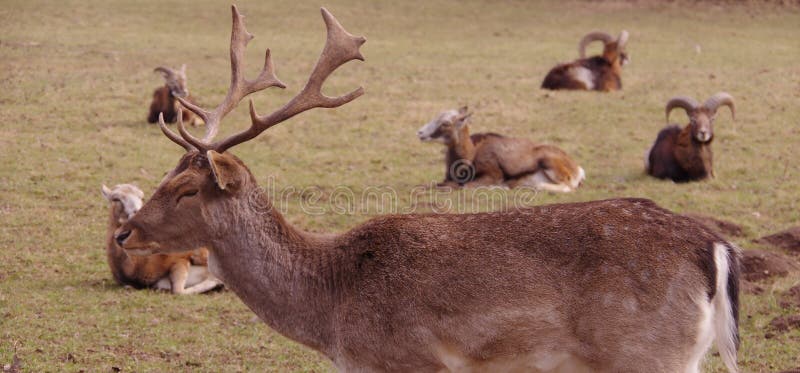 Goats and deer stock photo. Image of mouflon, animals - 51421638