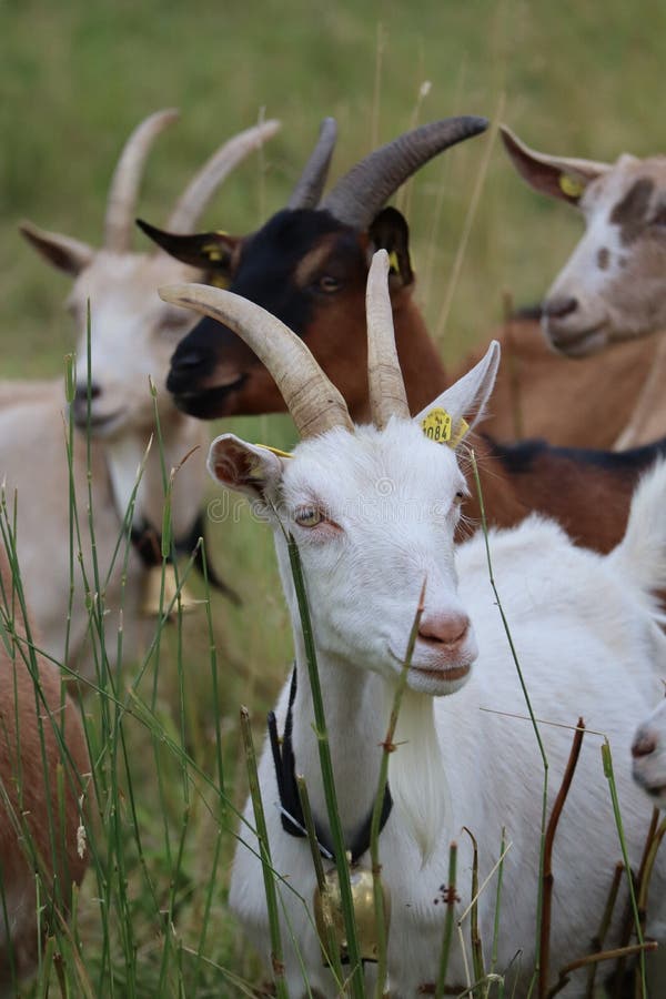Different colored Goats stock image. Image of goat, production - 251869879