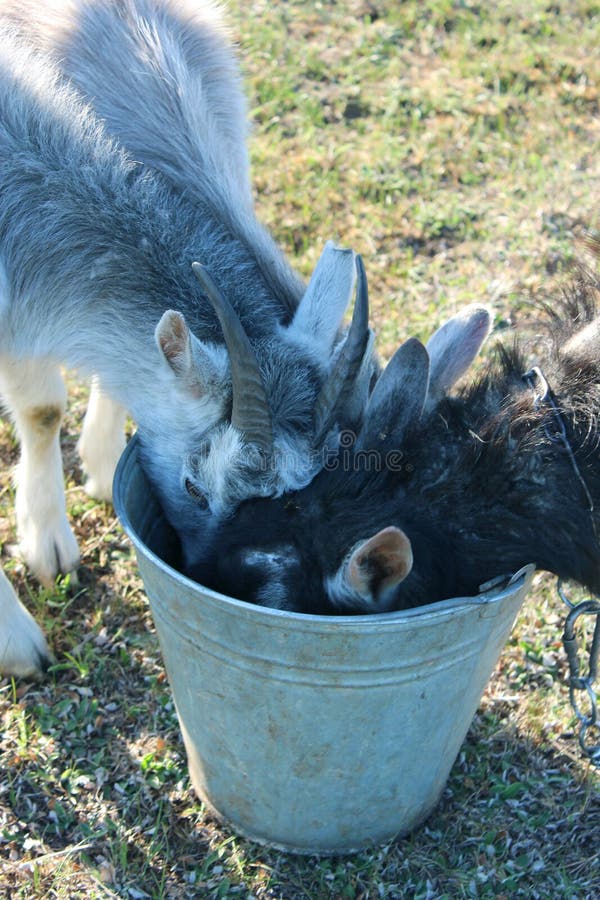 Goats Drink Water from the Bucket Stock Image - Image of grass ...