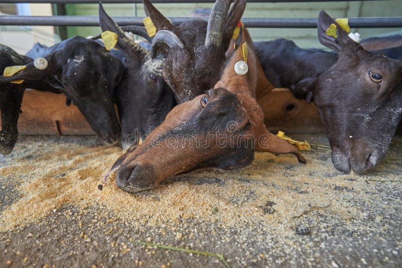 Goats Eat Corn Feed on the Farm Stock Image - Image of animal, young ...