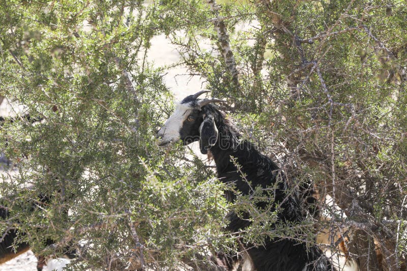 Goats Eat the Fruits of Argan Trees Stock Image - Image of food, climb ...