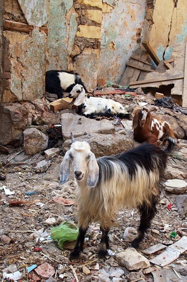 Goats eating anything stock image. Image of background - 12067301