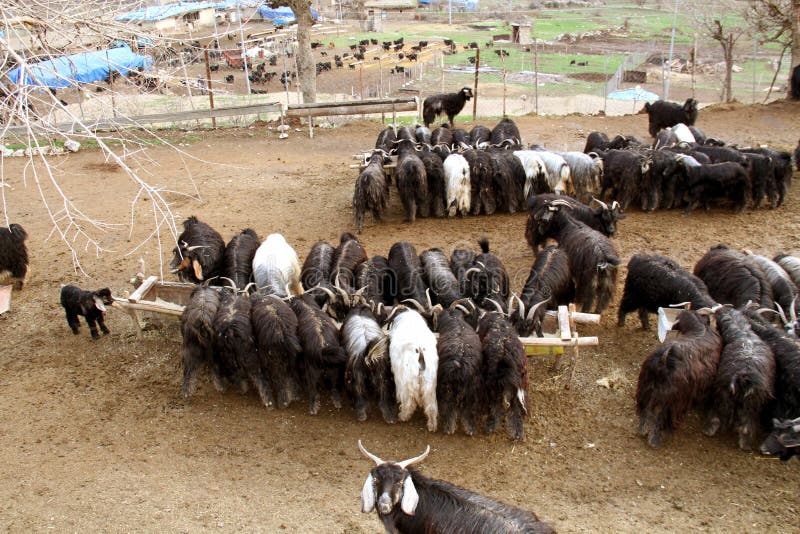 Goats stock image. Image of mountain, eating, food, black - 43539085