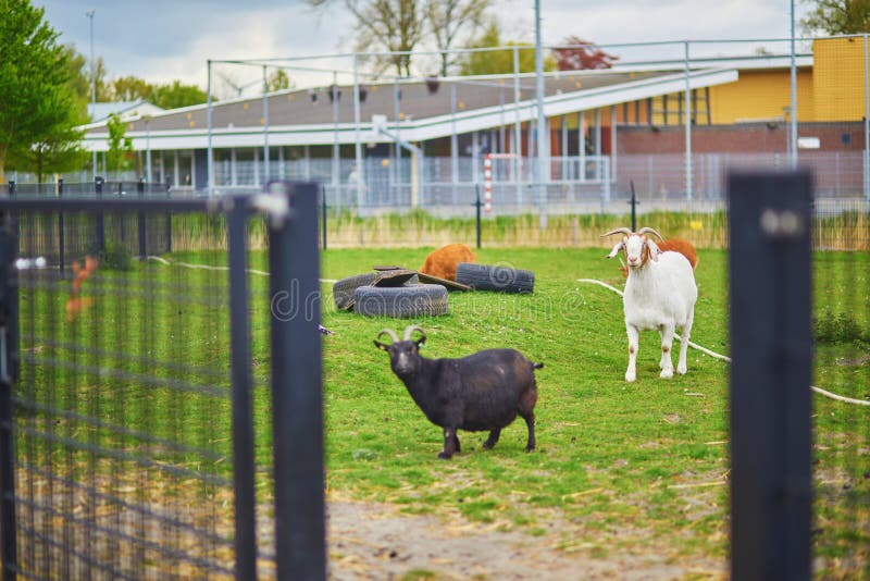 Goats Eating Grass on a Farm in Alkmaar, Netherlands Stock Image ...