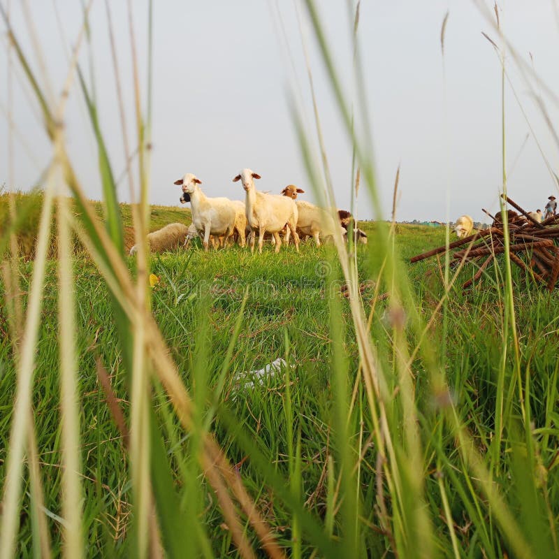 Goats are Eating Grass in the Fields Stock Image - Image of eating ...