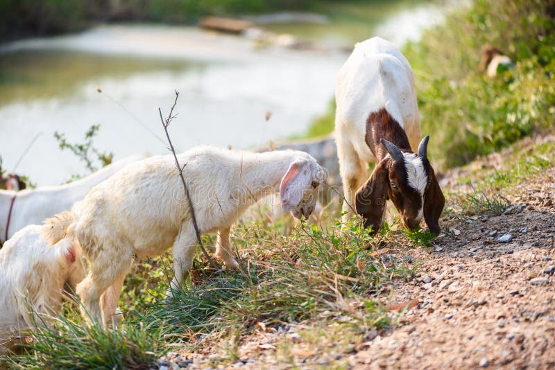 Goats eating grass stock photo. Image of cute, goats - 90794354