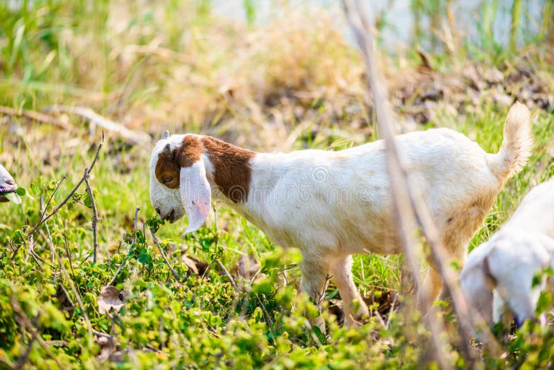 Goats eating grass stock image. Image of eating, rural - 90913503