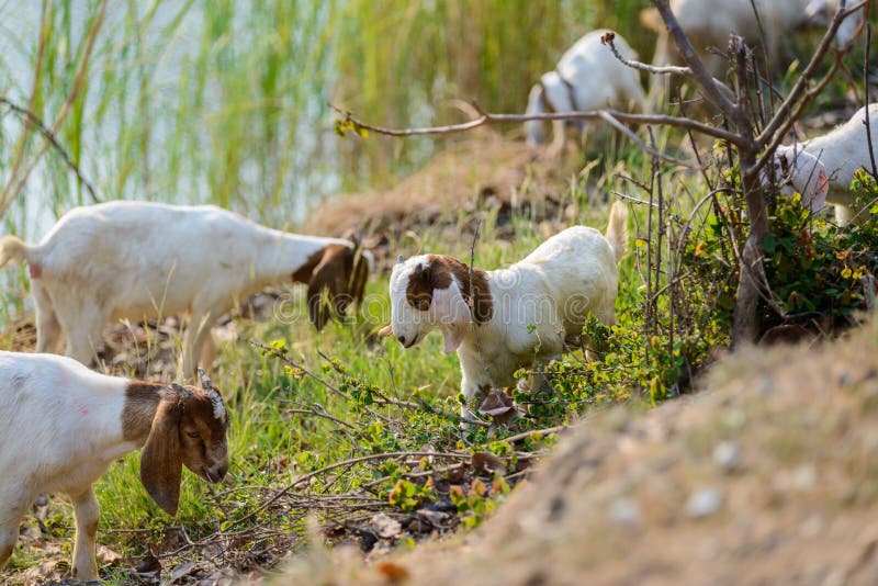 Goats eating grass stock image. Image of baby, country - 90924309