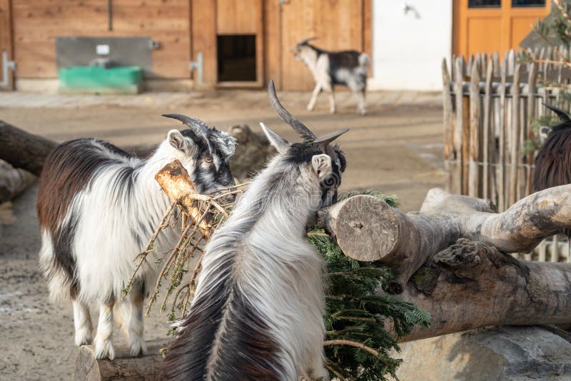 Goats.Goats Eating a Green Tree on a Farm. Stock Image - Image of ...