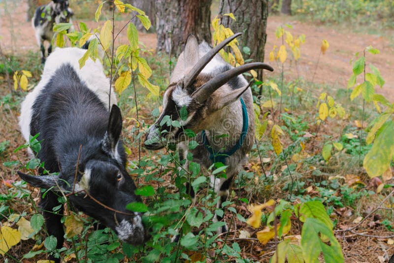 Goats Eats Leaves from Bushes and Trees in the Forest Stock Image ...