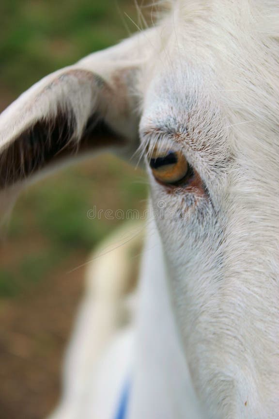 Goats face stock photo. Image of goat, farm, print, postcard - 828292