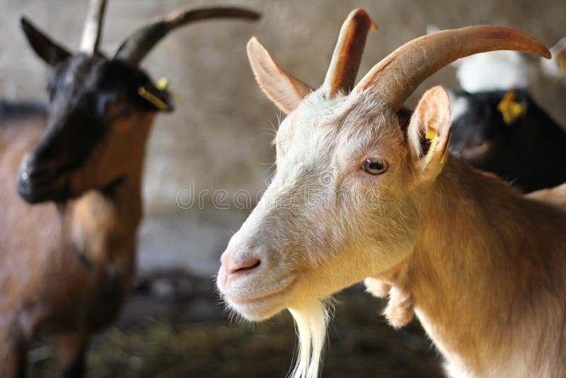 Goats and bull stock photo. Image of blue, doeling, herd - 13920190