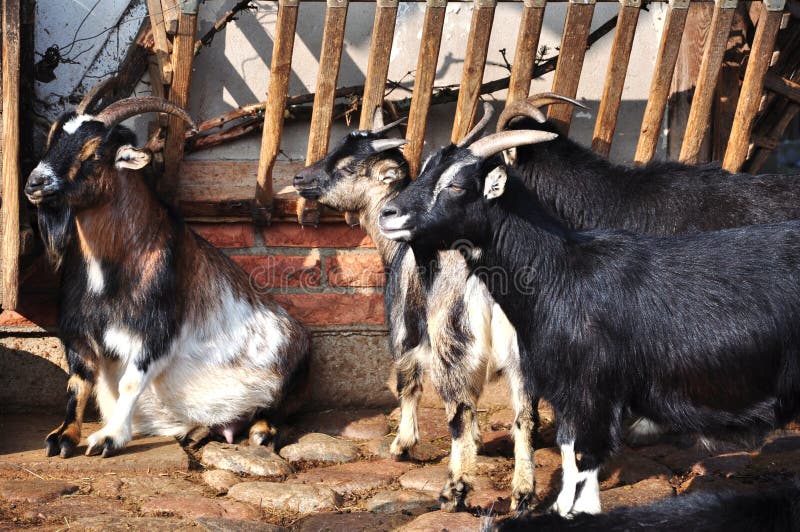 Goats in the farm stock image. Image of domestic, life - 24028641