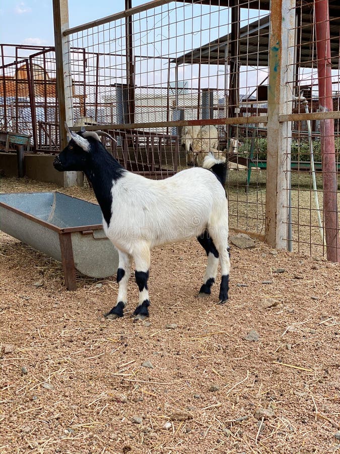 Goats in a Farm in Al Taif, Saudi Arabia . Stock Photo - Image of calm ...