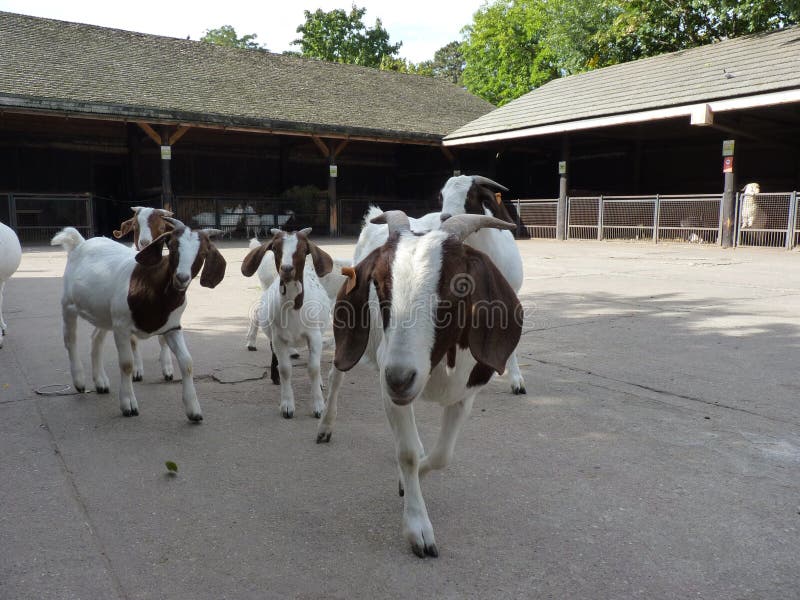 Goats on a farm stock image. Image of domestication, goat - 84137199