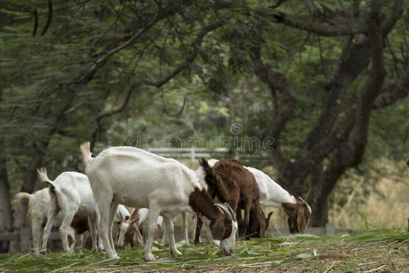 Goats in farm. stock photo. Image of lovely, thailand - 104765386