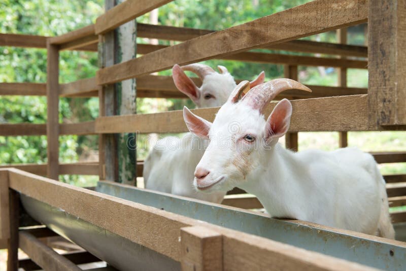 Goats in farm stock image. Image of countryside, barn - 52331657