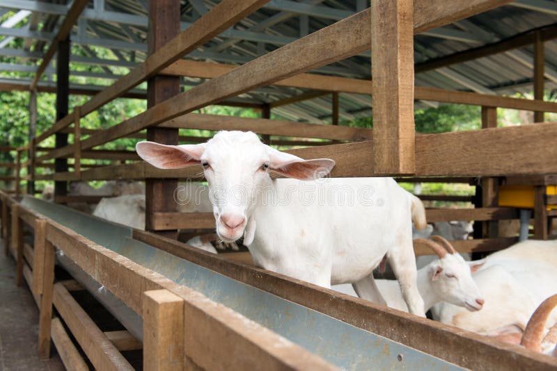 Goats in farm stock photo. Image of tame, staring, farm - 53769026