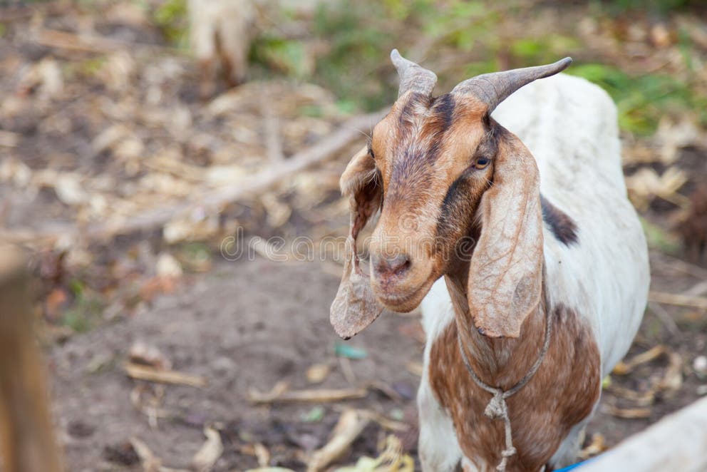 Goats in farm stock image. Image of outdoor, natural - 89765287