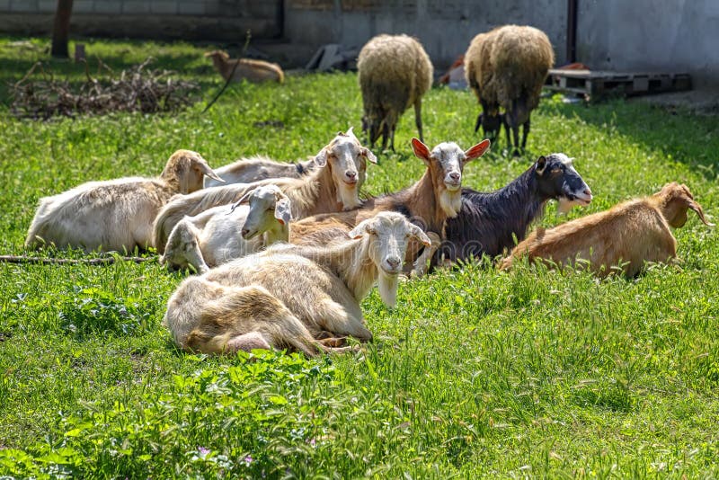 A Goats on a Farm on the Green Grass. Stock Image - Image of animal ...