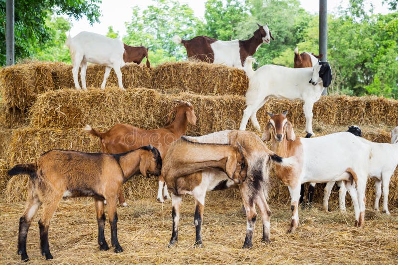 Goats in farm stock image. Image of brown, close, horn - 33181619