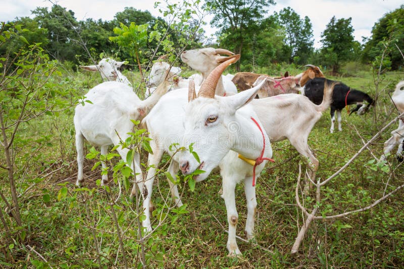 Goats in farm stock photo. Image of livestock, beautiful - 33449506