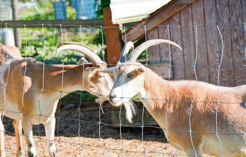 Goats stock image. Image of goats, agriculture, farm - 83502499