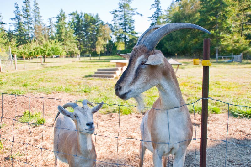 Goats stock image. Image of agriculture, nature, horn - 83506551
