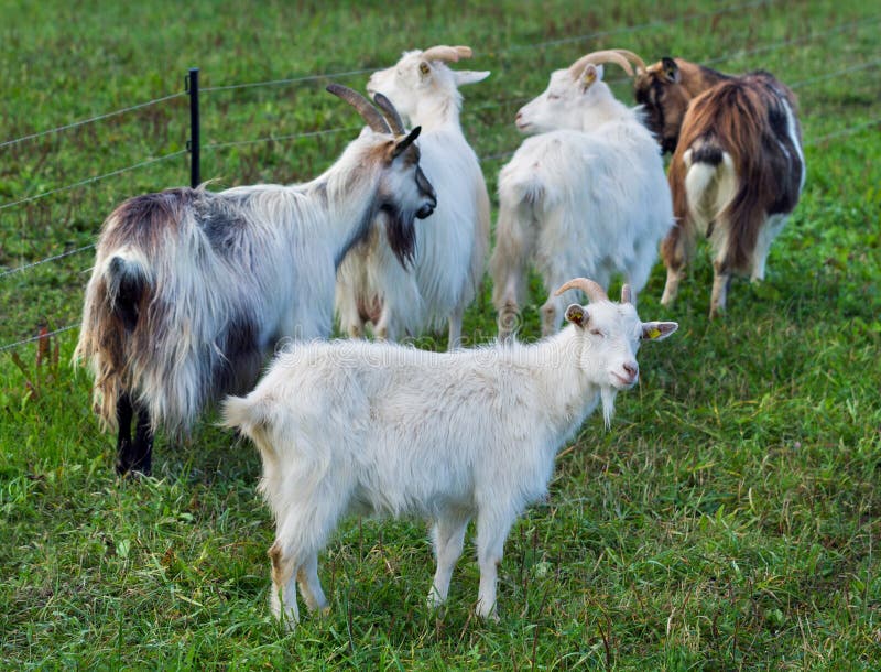 Goat in farm stock image. Image of livestock, agriculture - 153823663