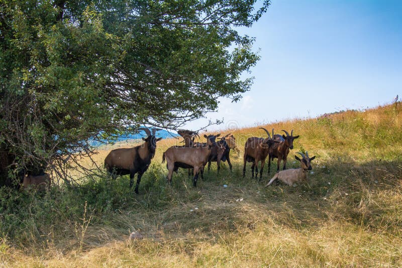 Goats at the Farm in Serbia Stock Photo - Image of finance, fence ...