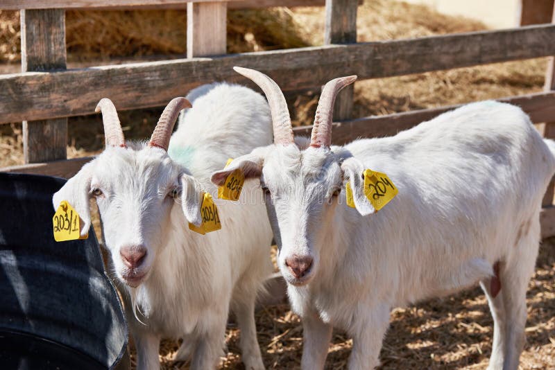 Goats on Farm at Sunny Summer Day Stock Photo - Image of organic ...