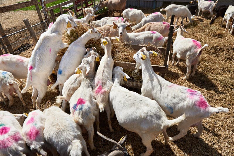 Goats on Farm at Sunny Summer Day Stock Image - Image of homestead ...
