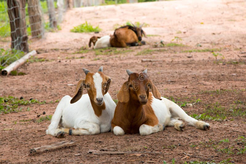 Goats in the Farm in Thailand Stock Image - Image of farming, farm ...