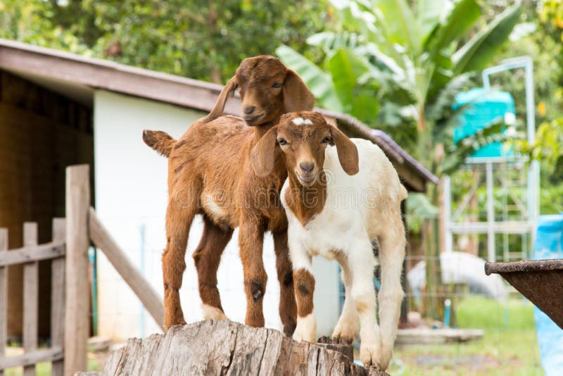Goats in the Farm in Thailand Stock Image - Image of animals, domestic ...