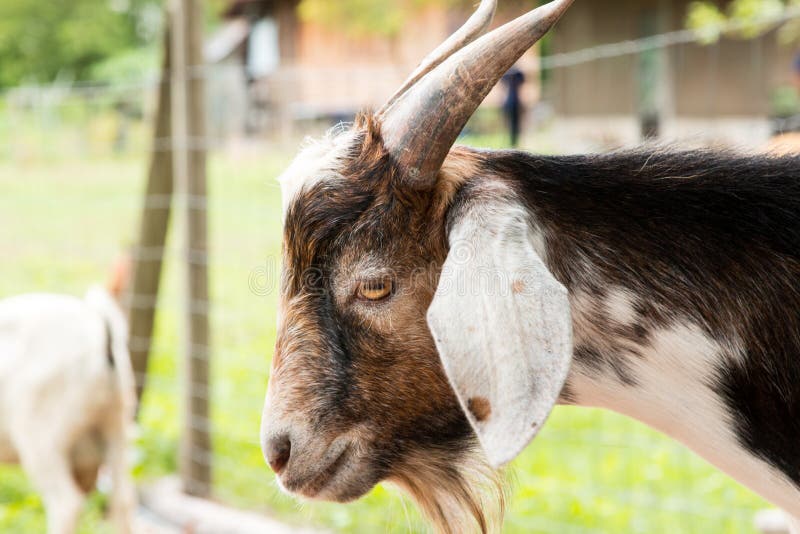 Goats in the Farm in Thailand Stock Image - Image of female, cute: 73564083