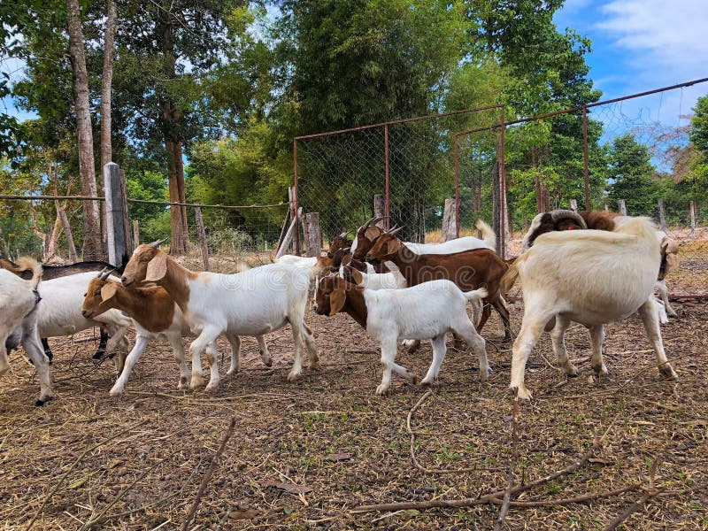 Goats in the Farm in Thailand Stock Image - Image of baby, eyes: 73563255