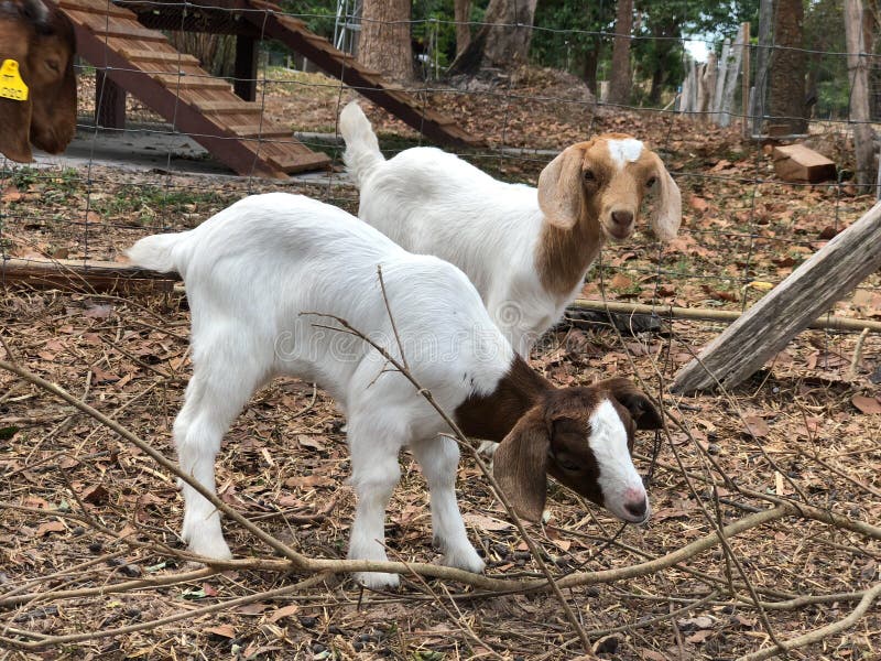 Goats in the farm stock photo. Image of cute, farm, field - 108825442