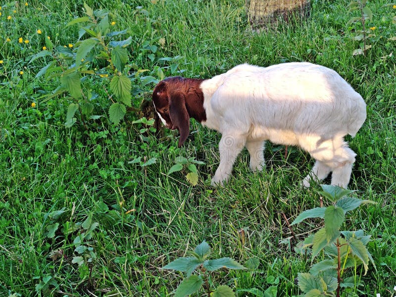 Goats at the Farm - Traditional Farming Stock Photo - Image of baby ...