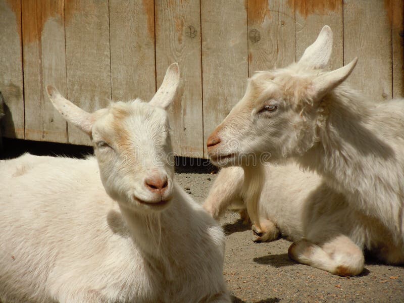 Goats on a farm stock image. Image of friendly, hircus - 58723229