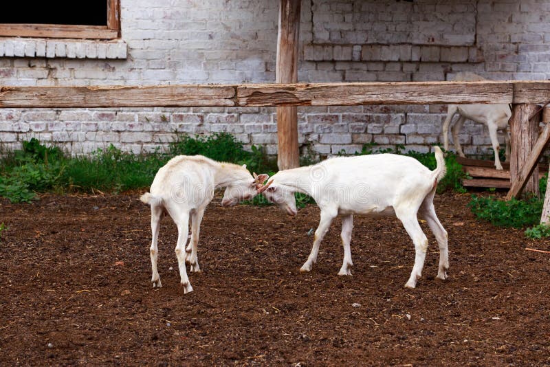 Goats on the farm stock photo. Image of fight, wall - 181100178