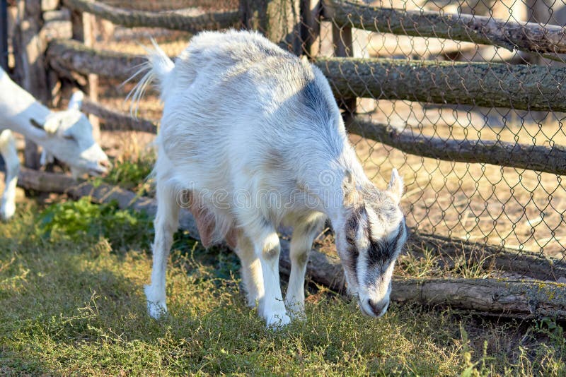 Goats on the Farm. Farm Goats Walk on the Grass. Farm with Goats. Small ...