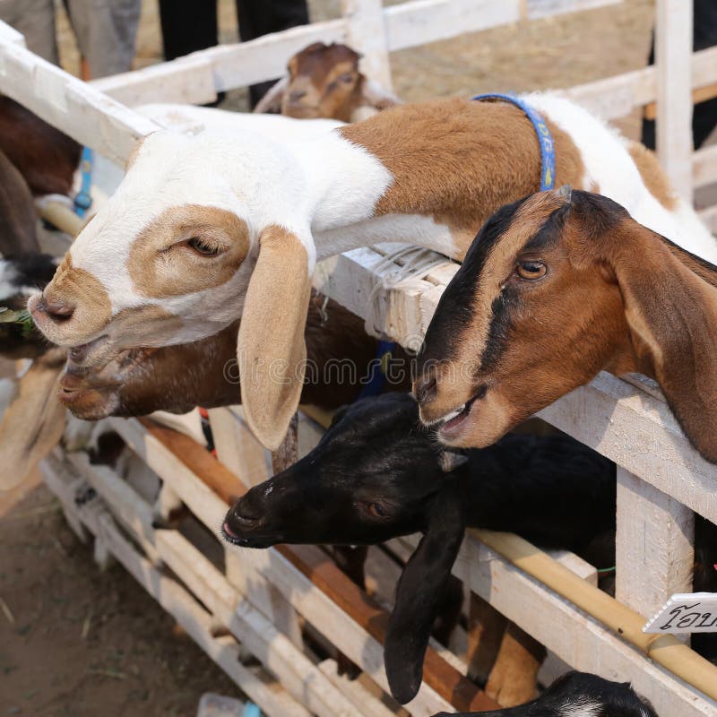 Goats in farm stock photo. Image of farm, goats, thailand - 65856334