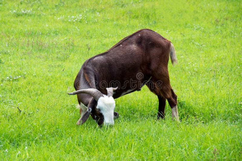 Goats is Feeding Grass on a Farm Stock Photo - Image of food, farming ...